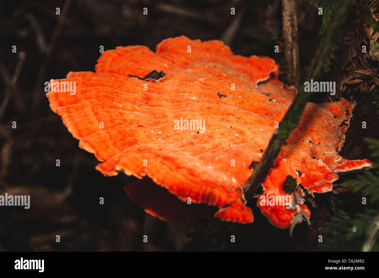 Mushroom growing on tree Stock Photo - Alamy