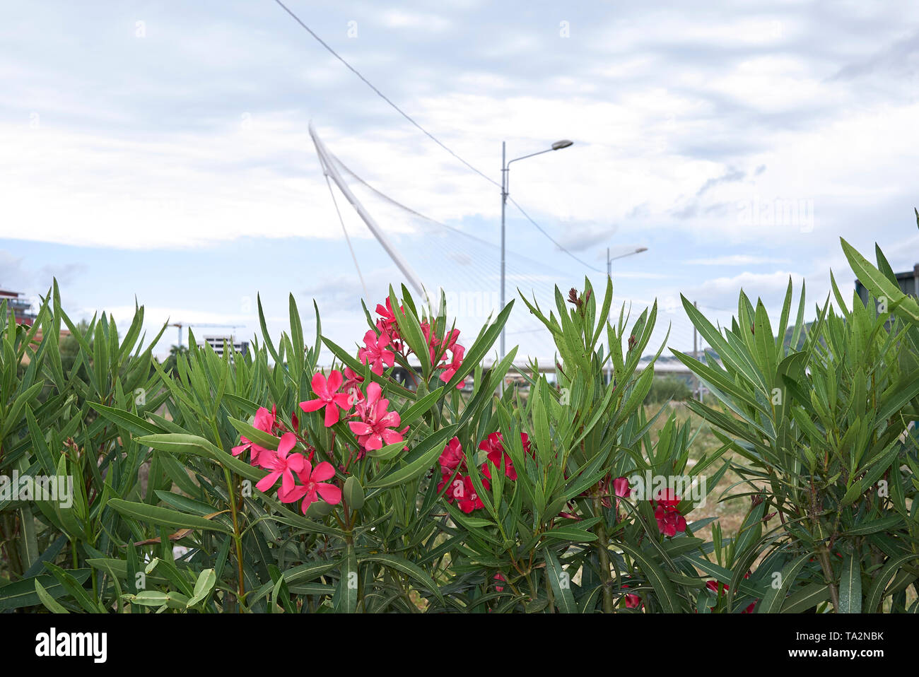 Nerium oleander in bloom Stock Photo - Alamy