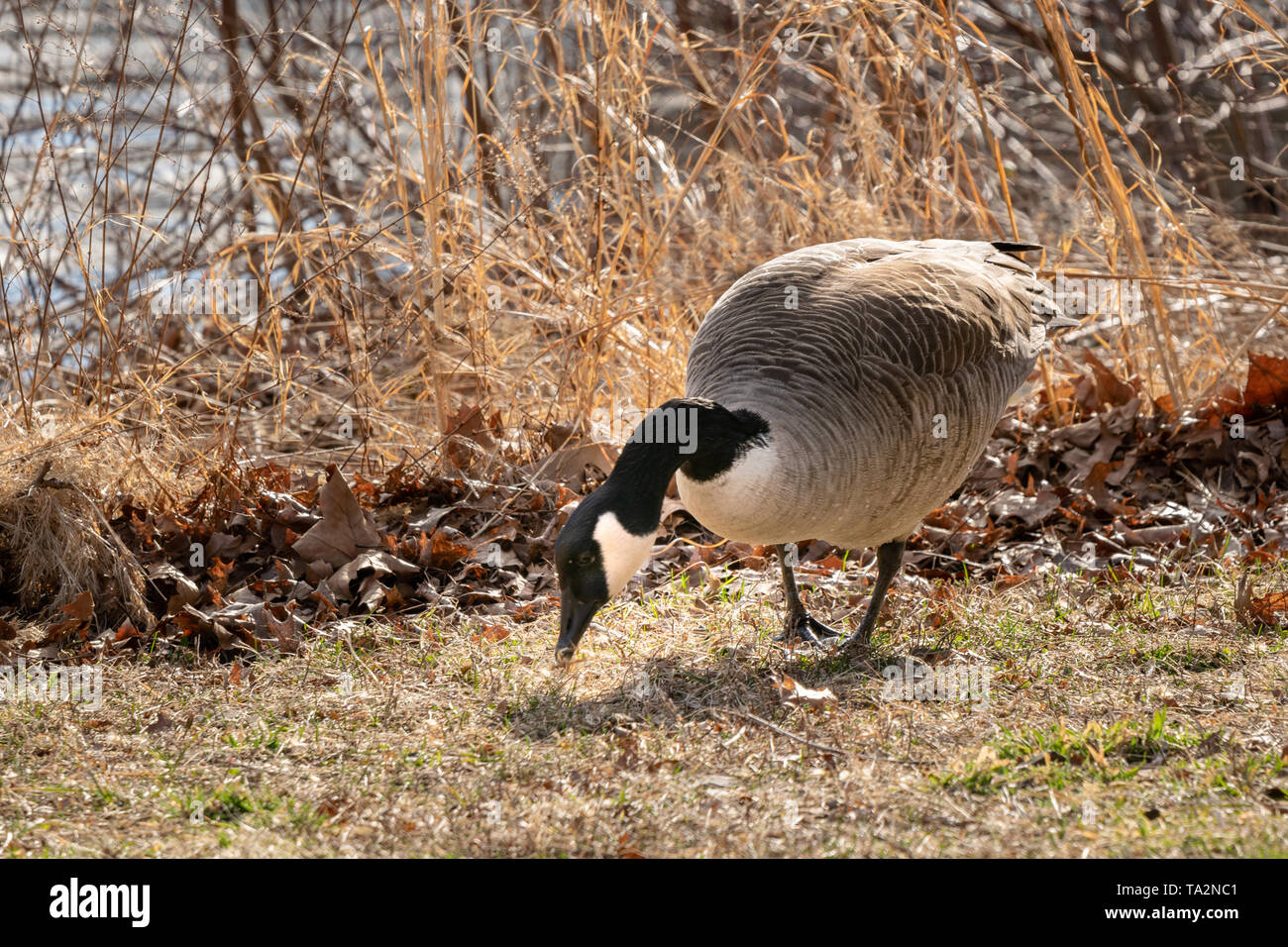 Canadian gooseberry hi-res stock photography and images - Alamy