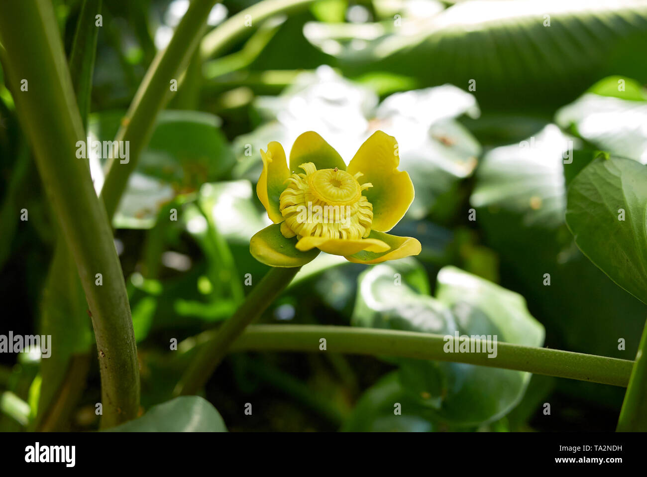 Nuphar advena yellow flower close up Stock Photo - Alamy