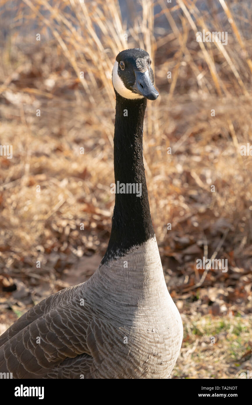 Adult Canadian Goose in its natural environment Stock Photo - Alamy