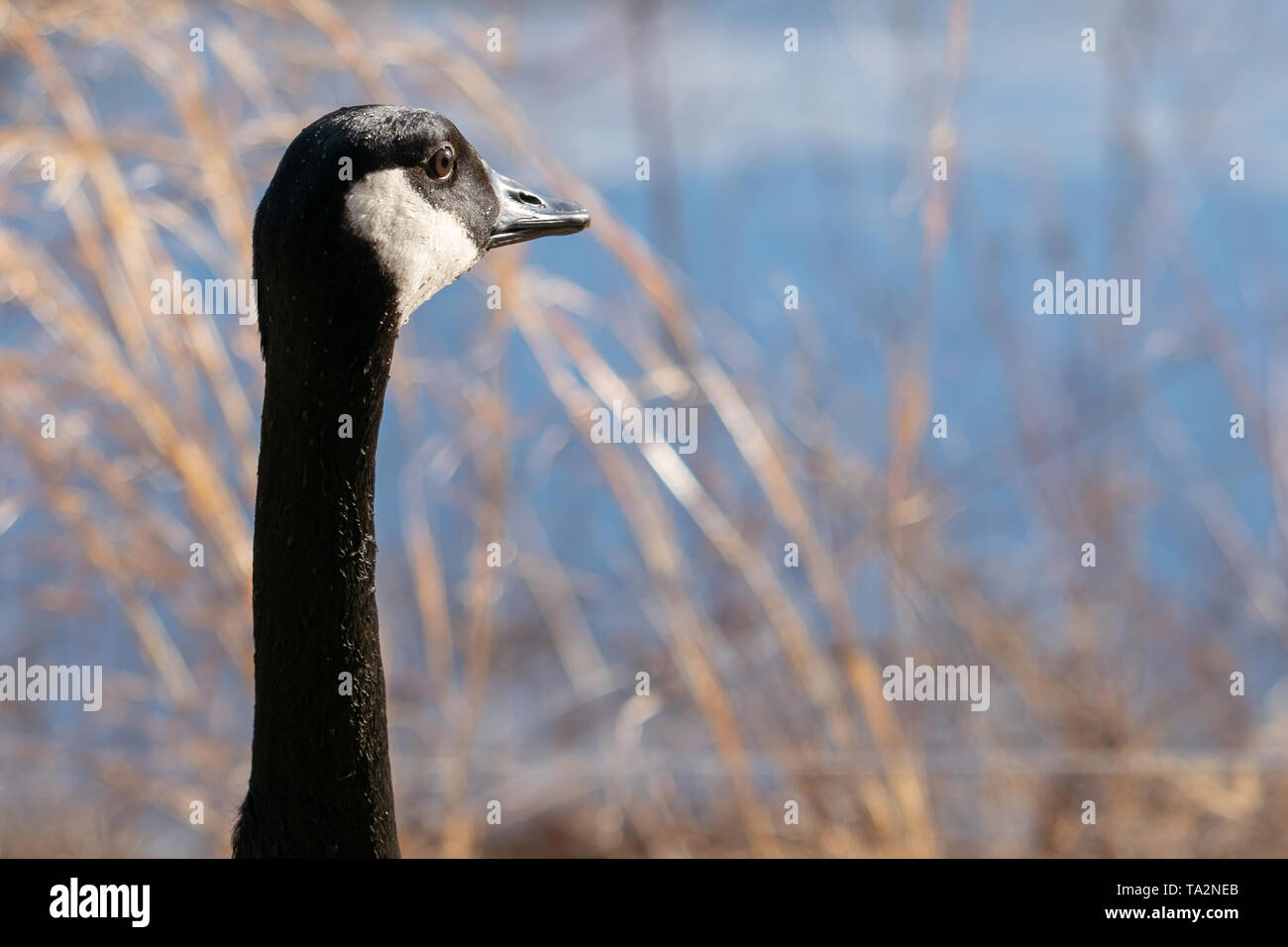 Adult Canadian Goose in its natural environment Stock Photo - Alamy