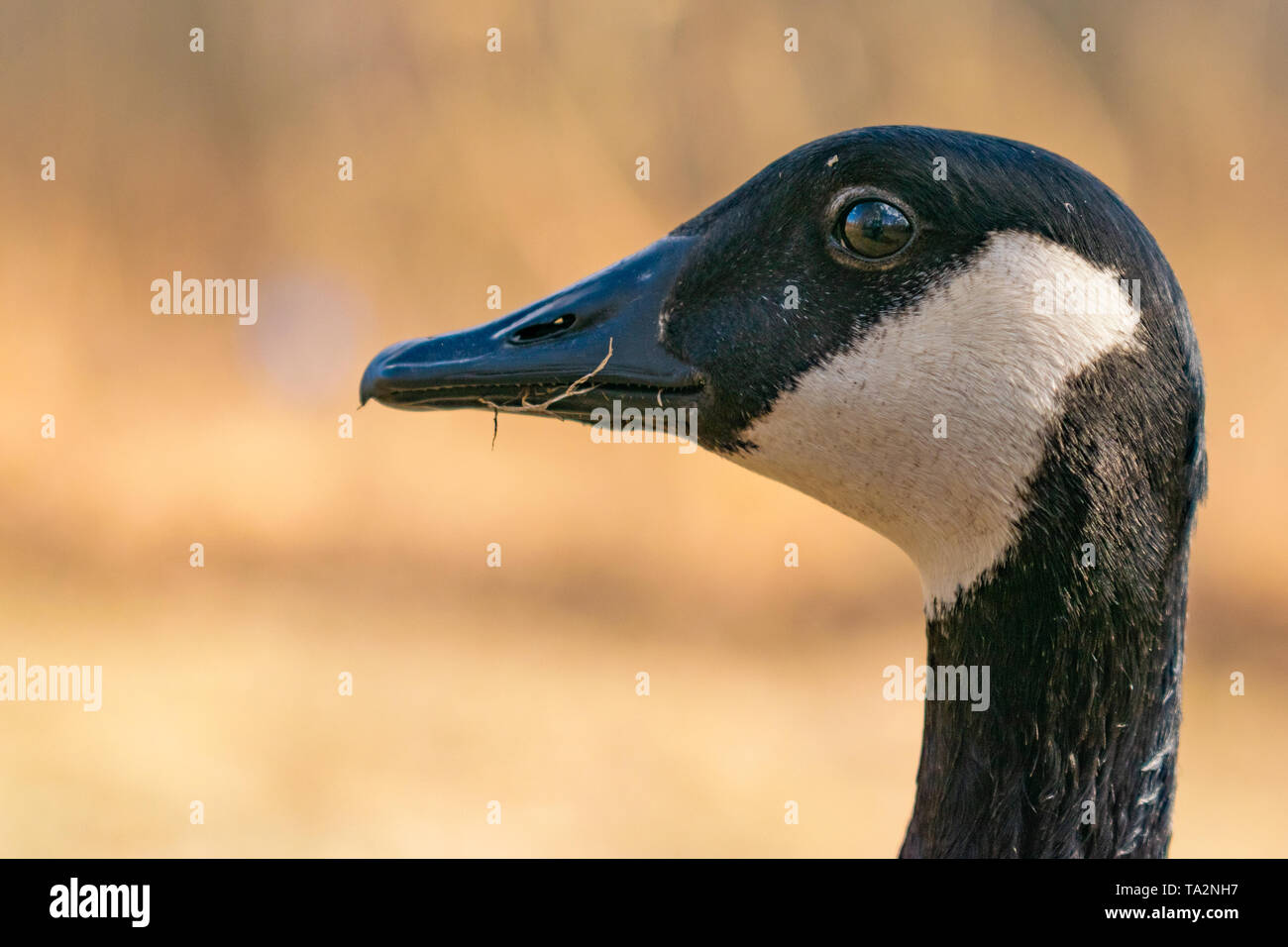 Canadian gooseberry hi-res stock photography and images - Alamy