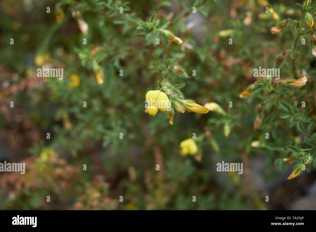 Yellow Restharrow Ononis Natrix High Resolution Stock Photography and ...