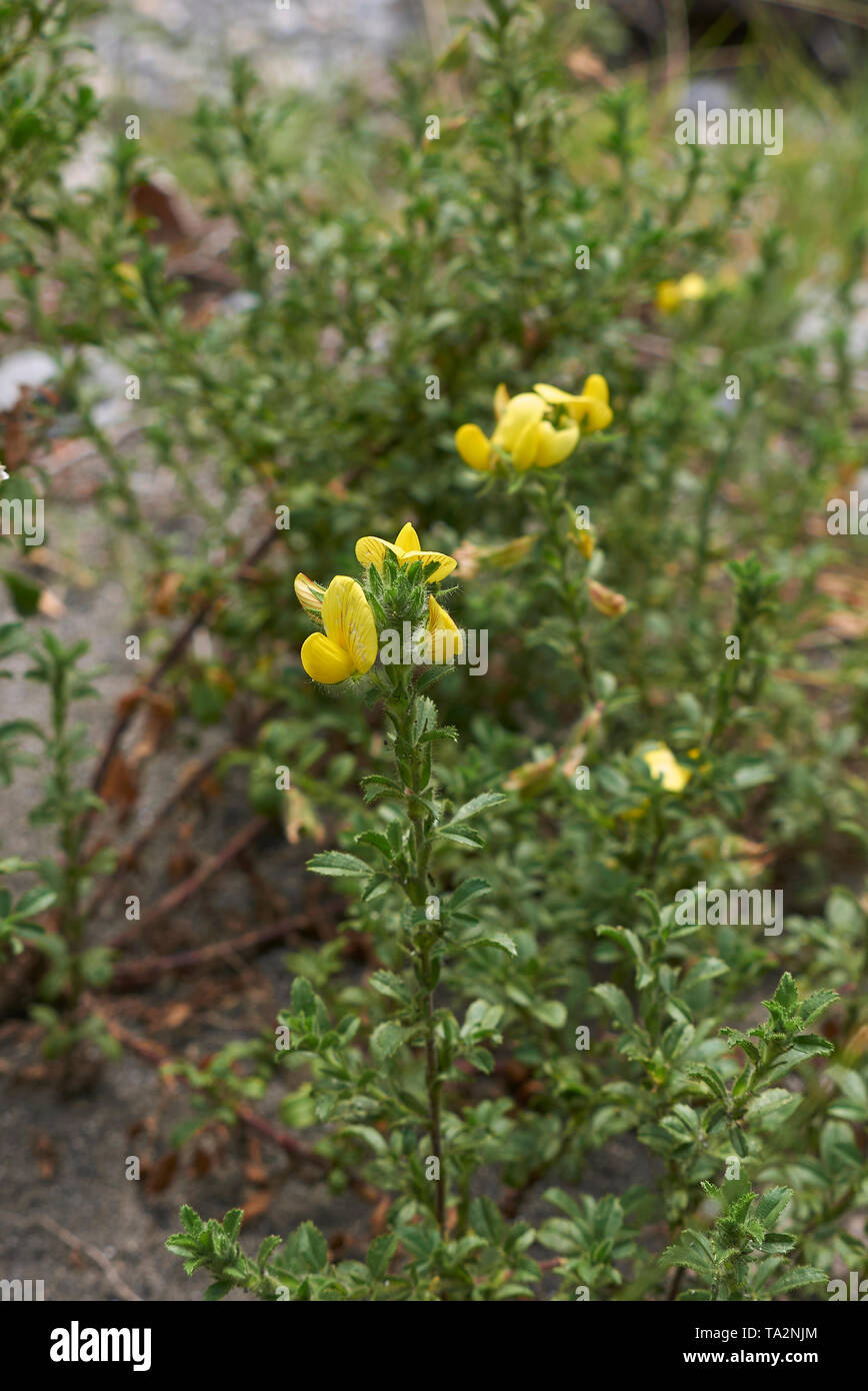 Yellow restharrow ononis natrix hi-res stock photography and images - Alamy