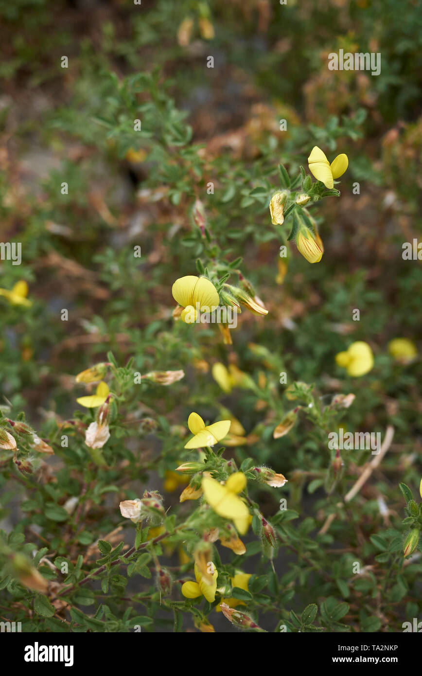 Yellow restharrow ononis natrix hi-res stock photography and images - Alamy