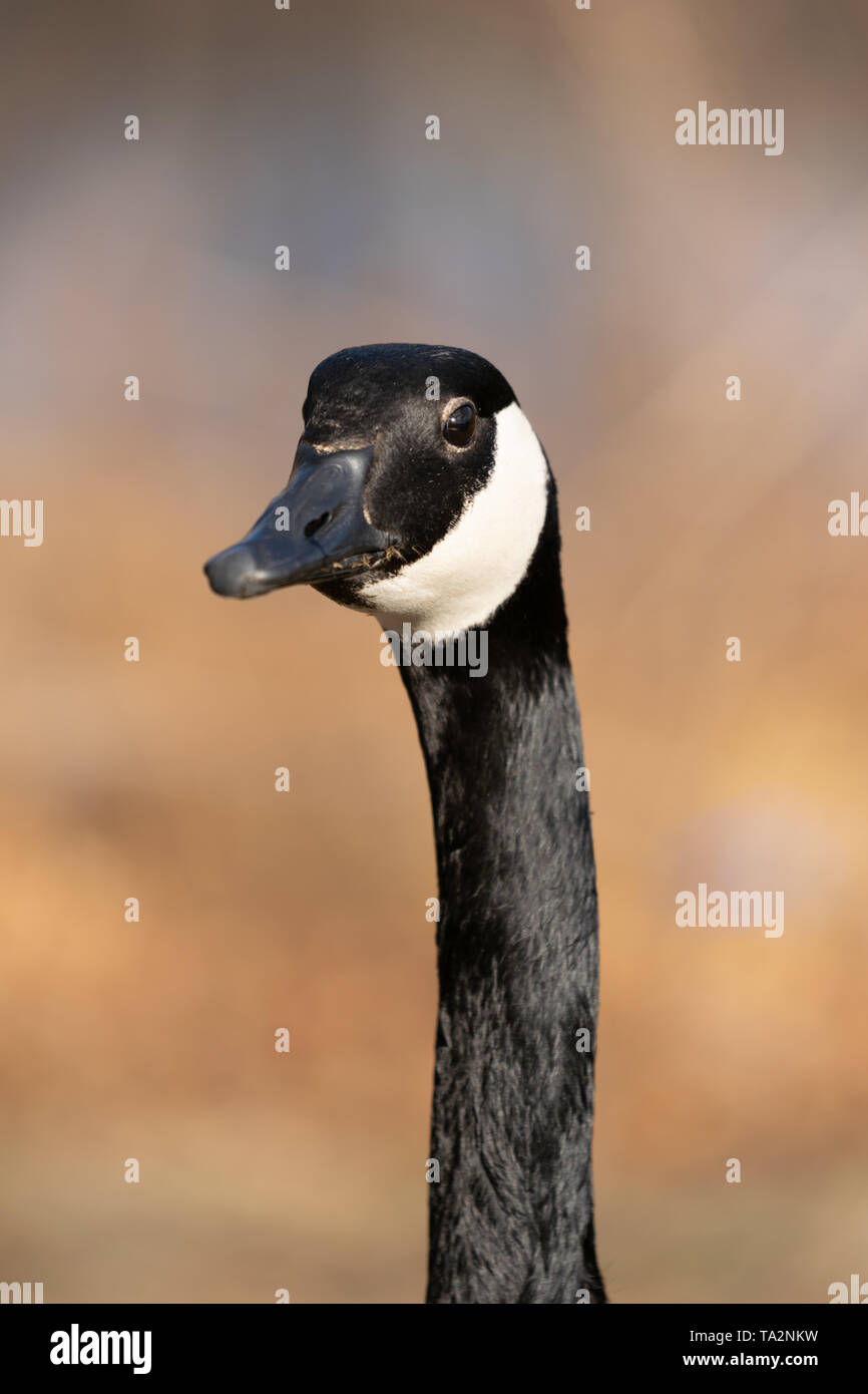 Canadian gooseberry hi-res stock photography and images - Alamy