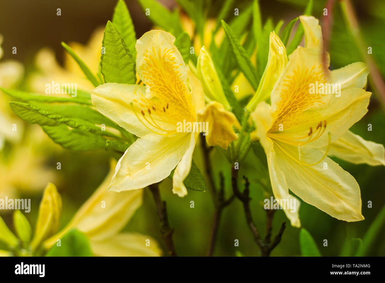Exotic yellow rhododendron flowers close up floral background Stock ...