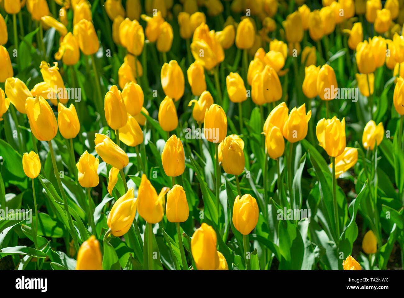 Yellow flower tulip lit by sunlight. Soft selective focus, tulip close ...