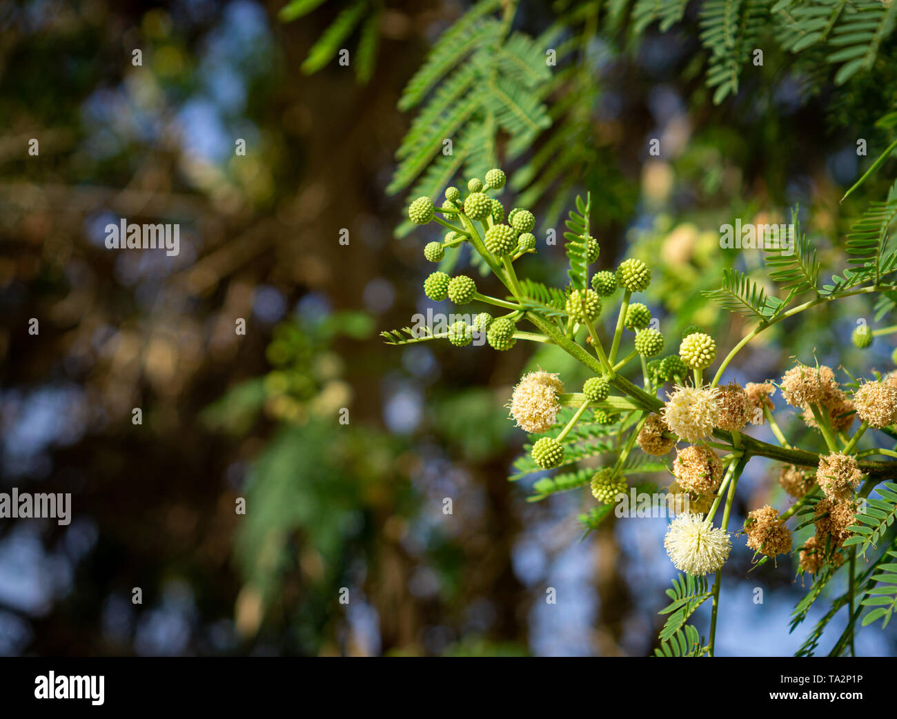 Golden acacia in bloom Stock Photo - Alamy