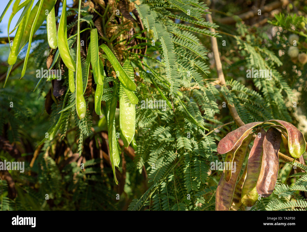 Acacia tree in the morning sun, closeup on the seeds Stock Photo - Alamy