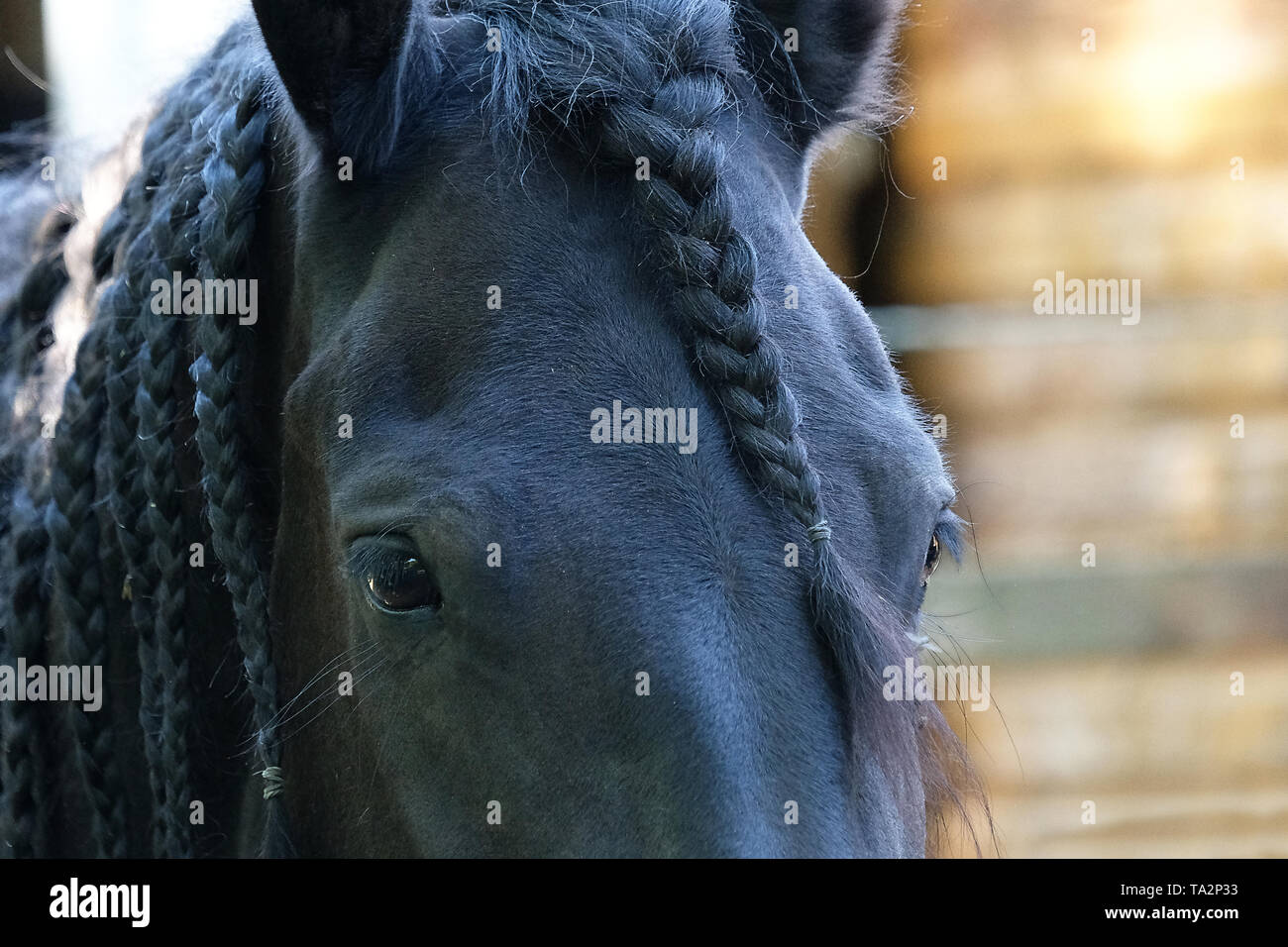 close-up of black horse with braided mane in a stable Stock Photo - Alamy