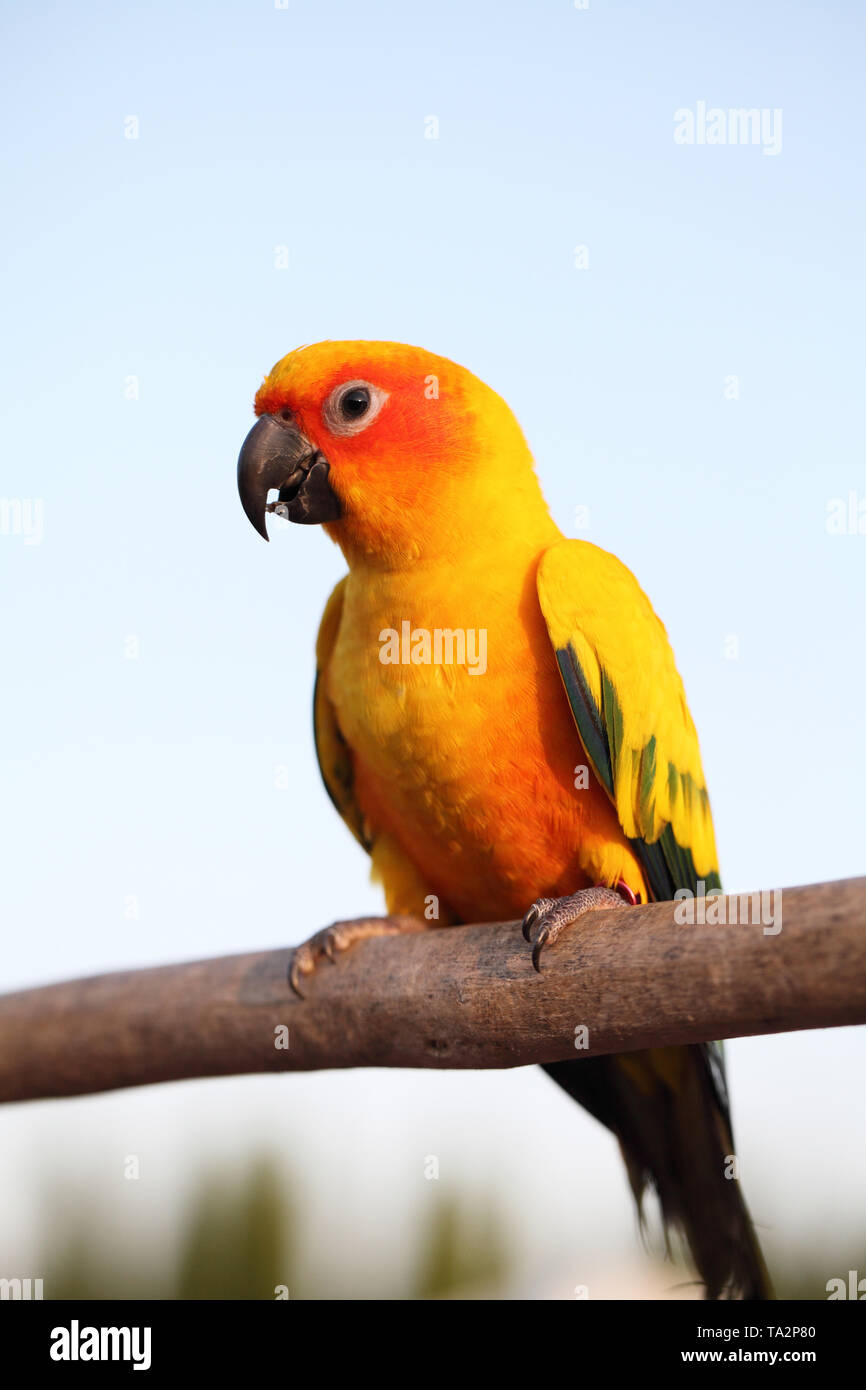 Sun Conure bird Stock Photo - Alamy