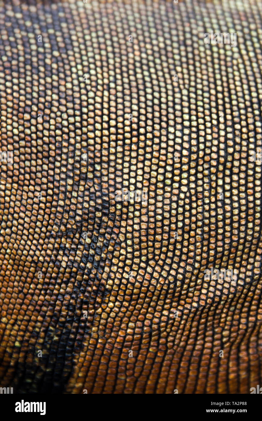 Iguana skin texture hi-res stock photography and images - Alamy