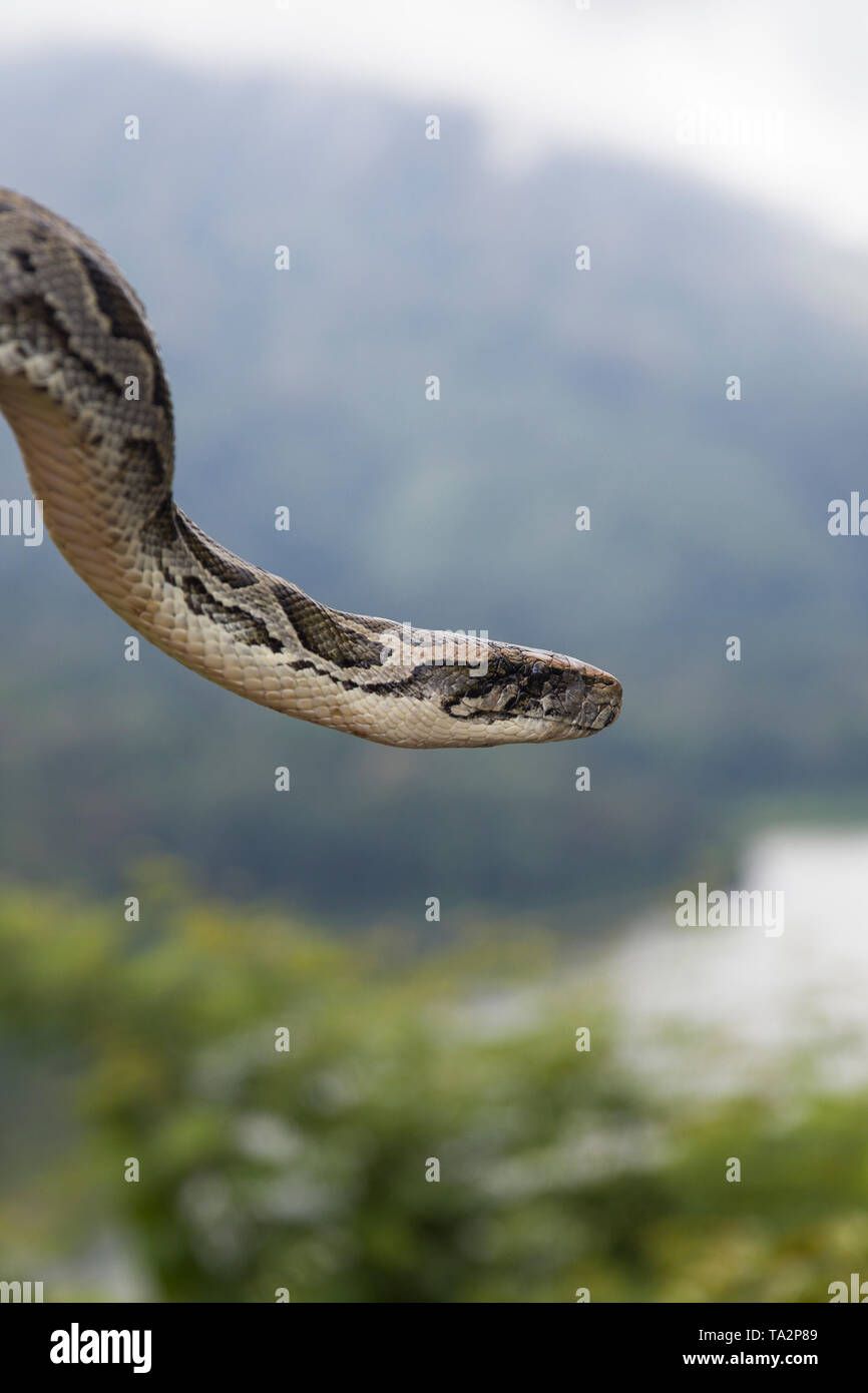 View at the python snake in nature Stock Photo - Alamy