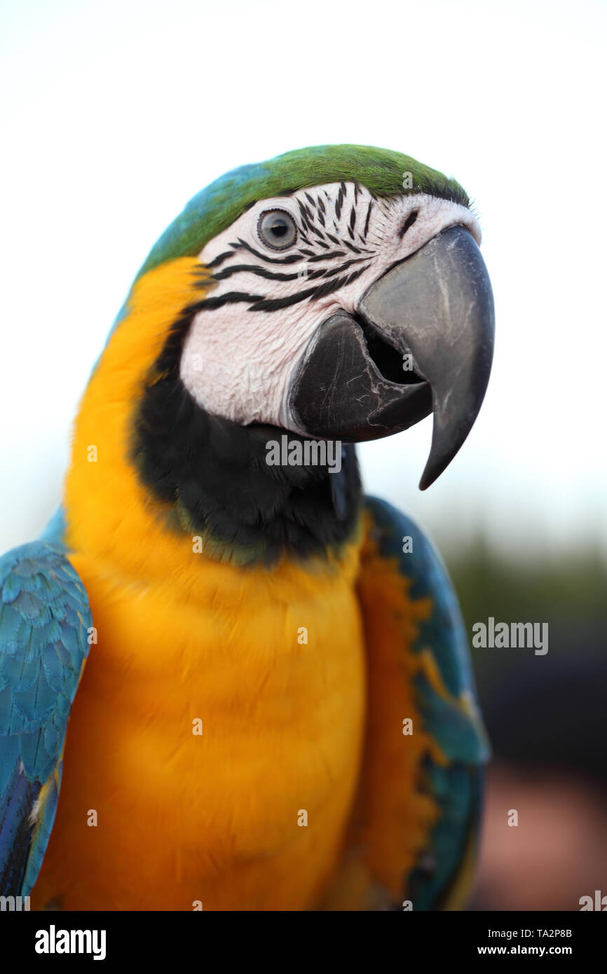 Parrot smile hi-res stock photography and images - Alamy