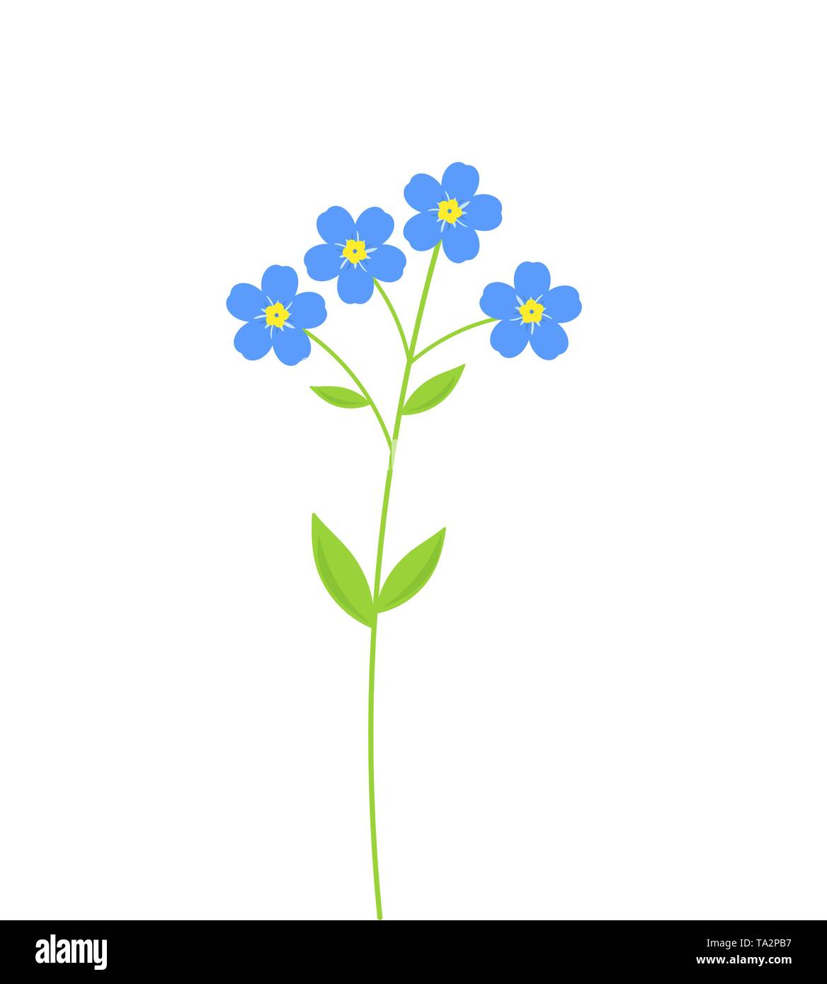 Forget me not blue flowers. Vector illustration Stock Vector Image ...