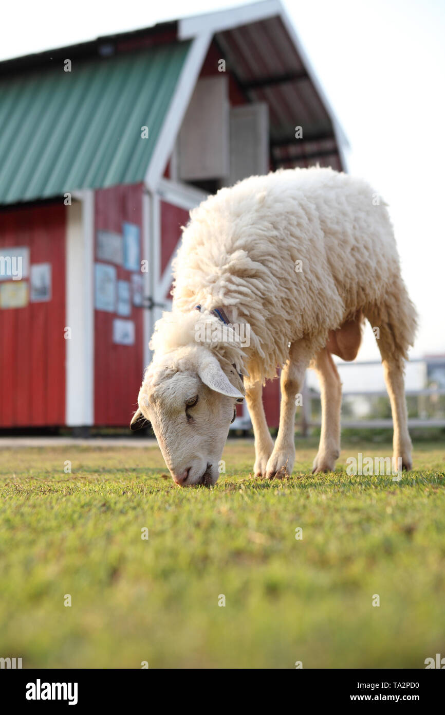 sheep in field Stock Photo - Alamy