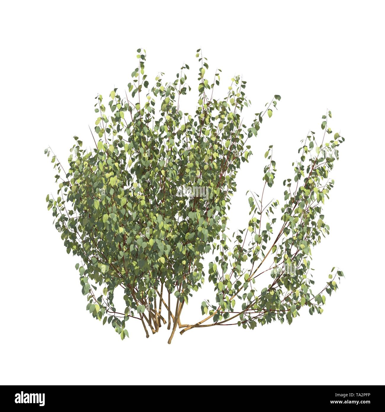 Bush 3d illustration isolated on the white background Stock Photo - Alamy