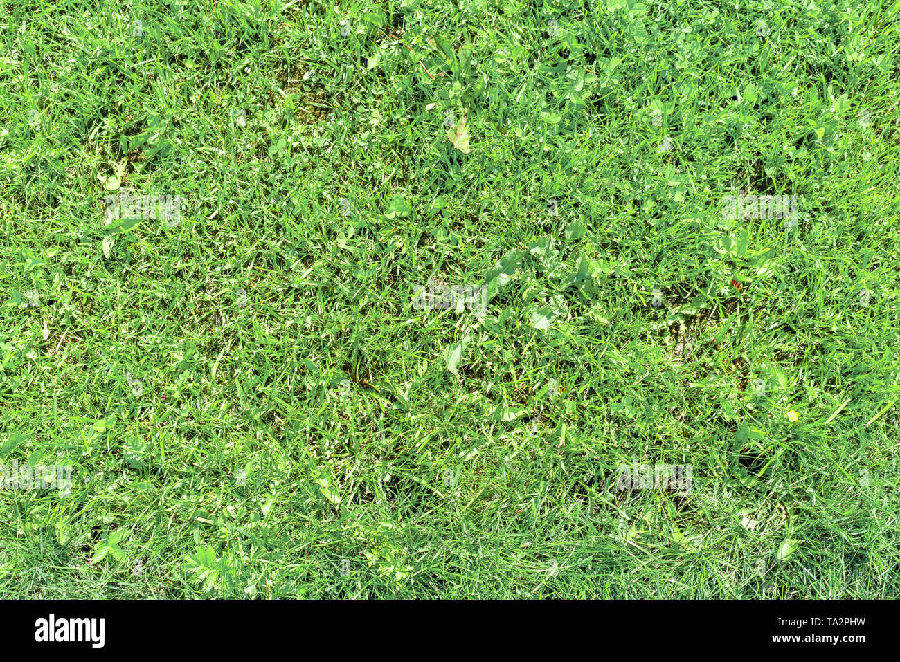 Green grass trimmed on a bright sunny day as a natural background Stock ...