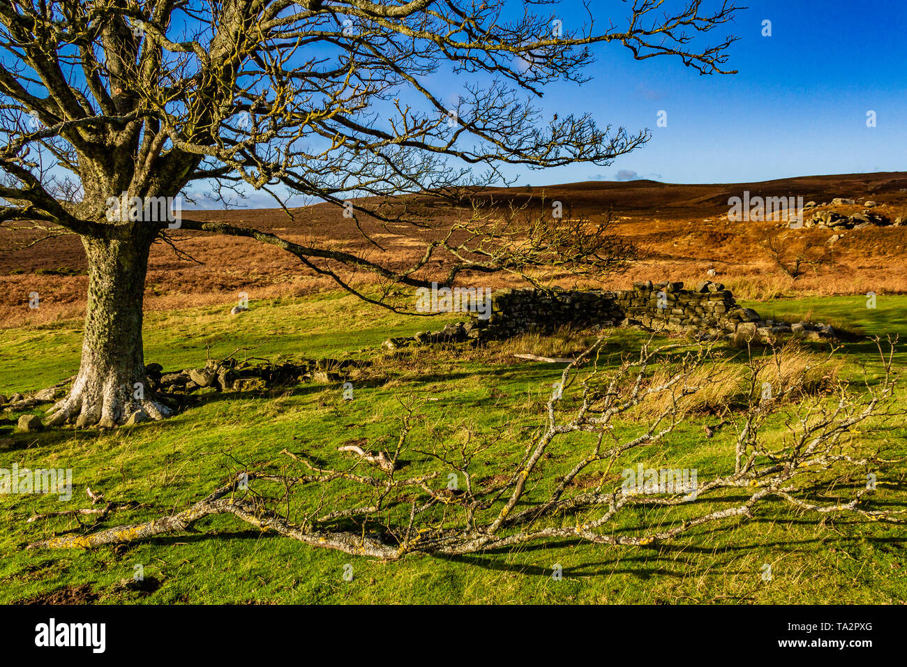 Tree top view uk hi-res stock photography and images - Alamy