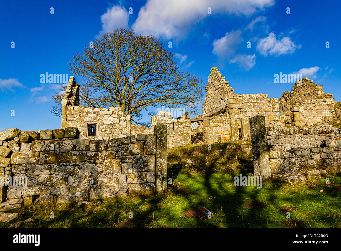 The ruins of Blawearie farmhouse on Bewick Moor near the Cheviot Hills ...