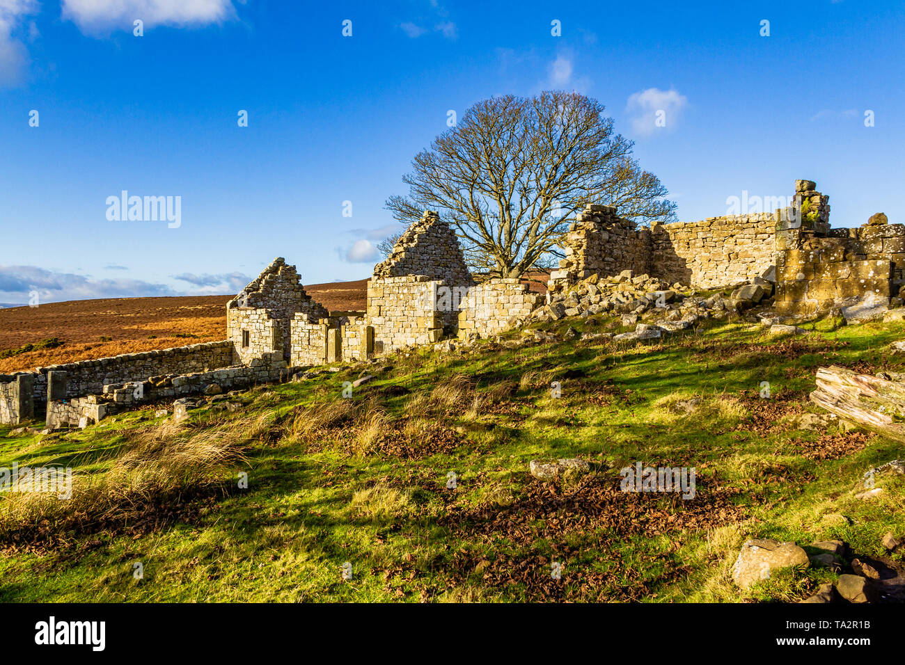The ruins of Blawearie farmhouse on Bewick Moor near the Cheviot Hills ...