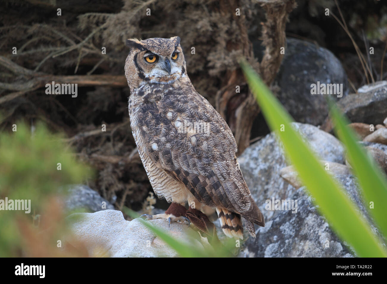 Look backwards hi-res stock photography and images - Alamy