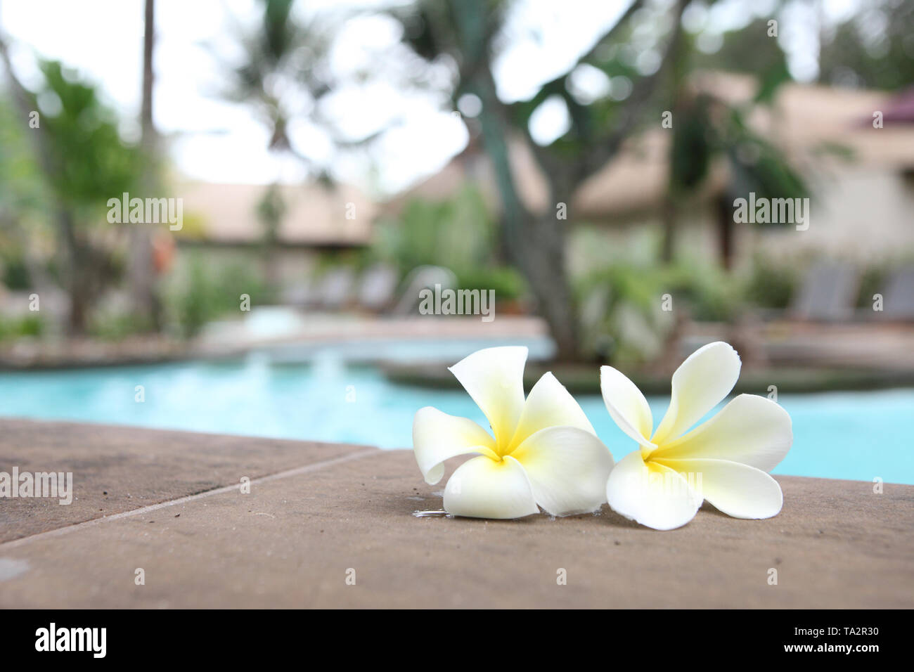 Tropical flowers Swimming pool Stock Photo - Alamy