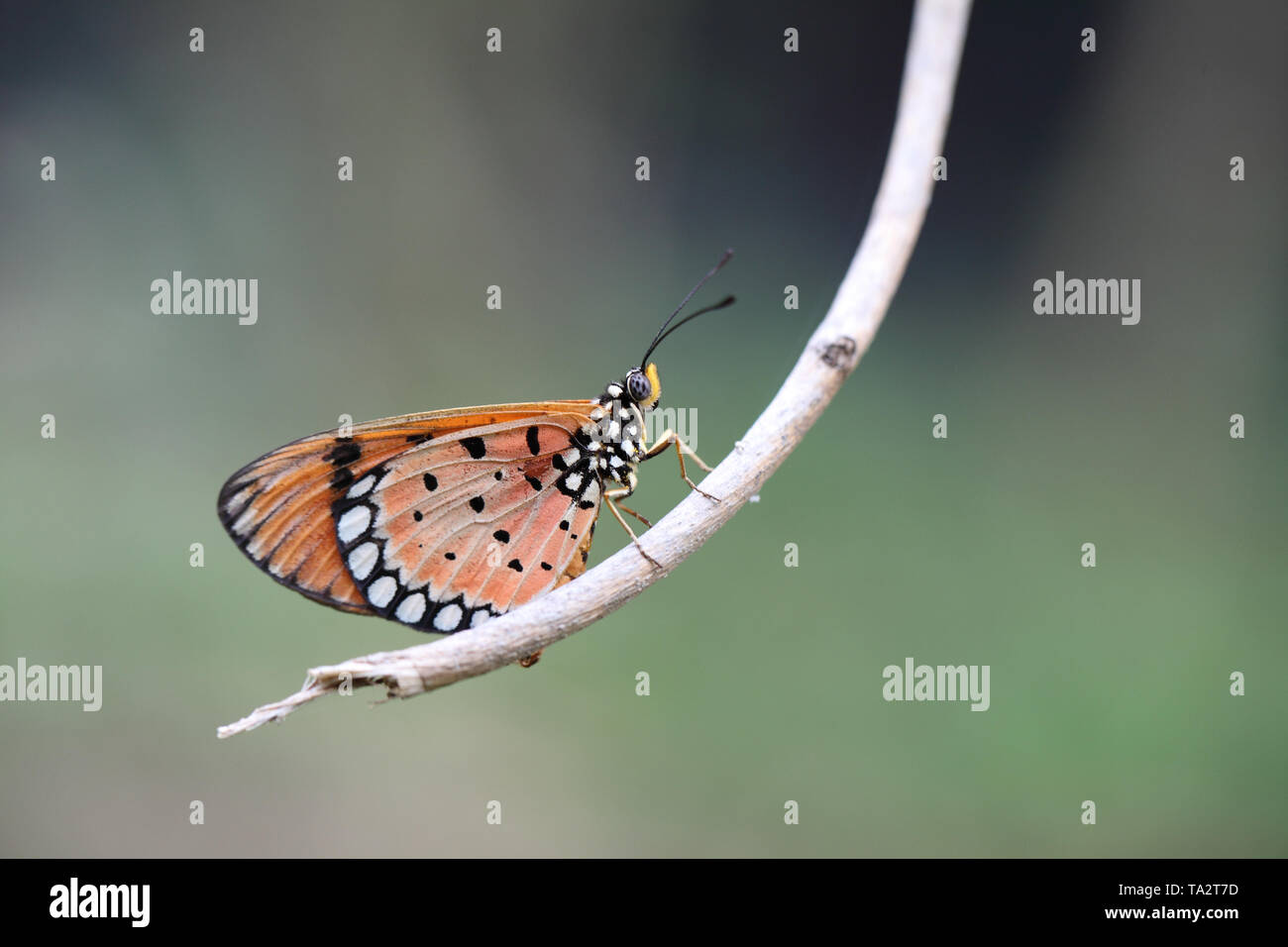 Elegant insect hi-res stock photography and images - Alamy