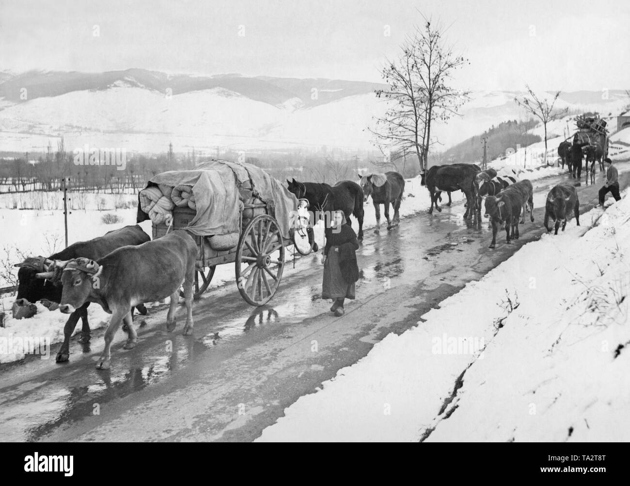 Cattle drive historical hi-res stock photography and images - Alamy