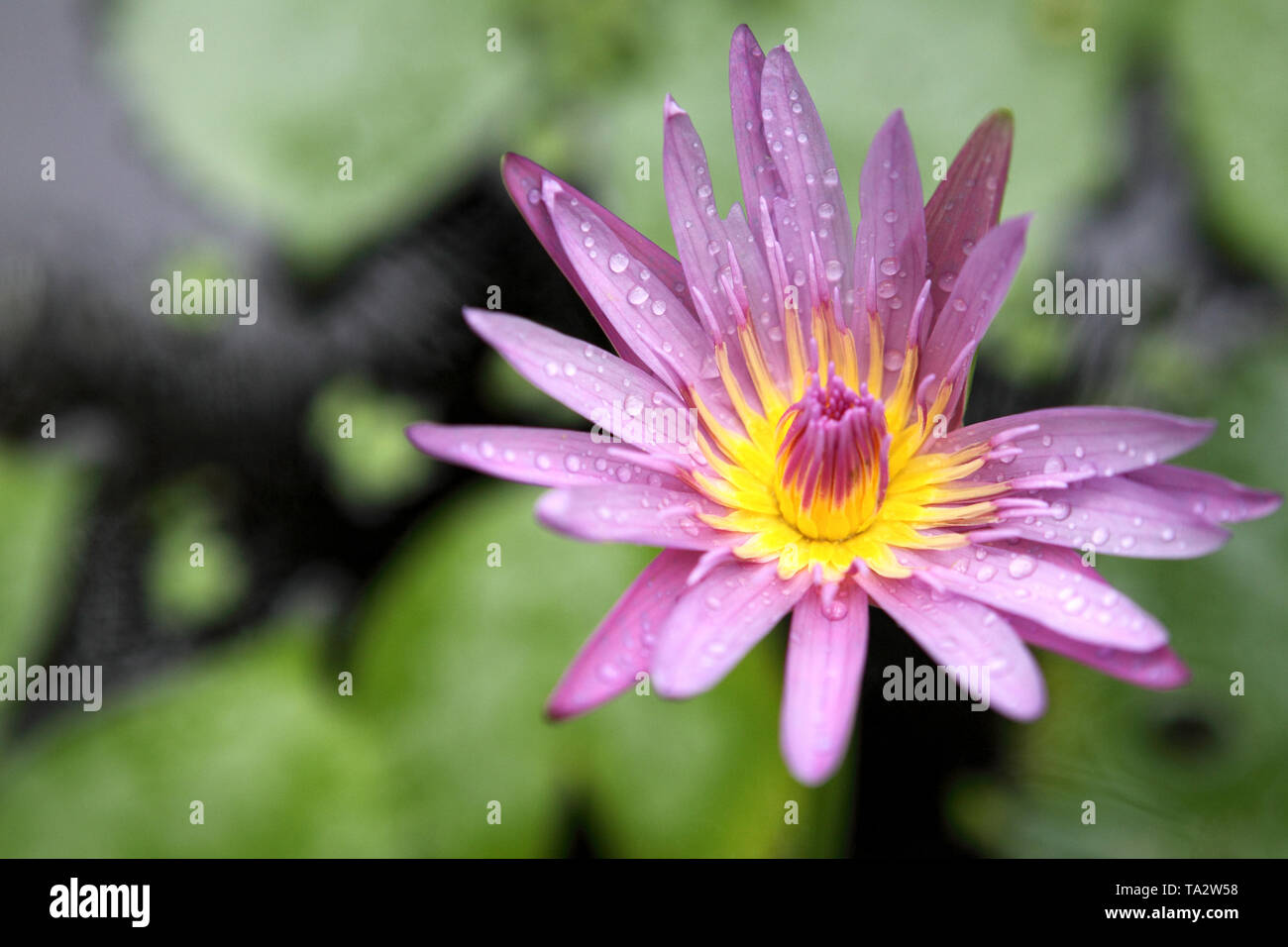 Lotus Petal Pattern High Resolution Stock Photography and Images - Alamy