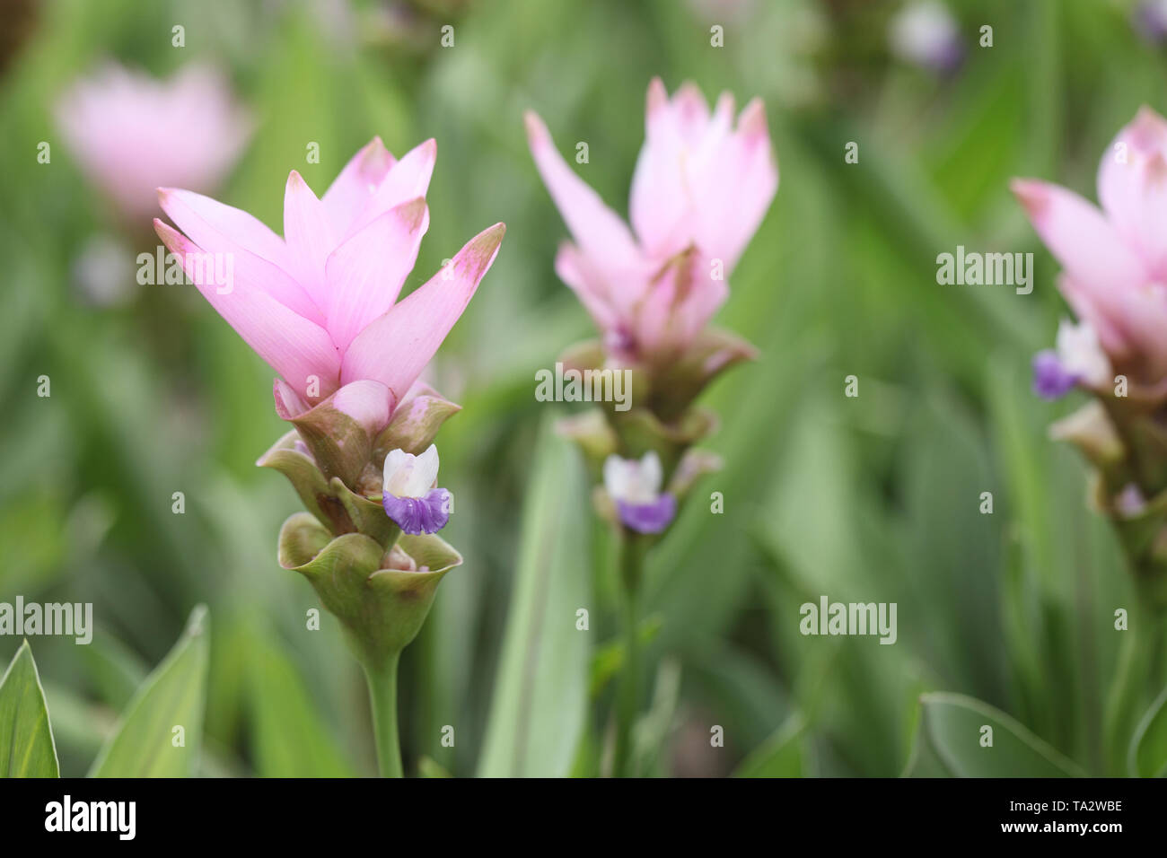 Siam Tulip , Patumma Stock Photo - Alamy