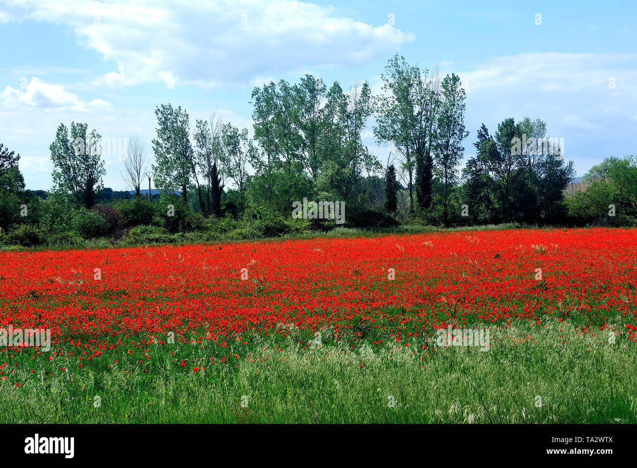 poppy field in the French countryside of the Gard department Stock ...