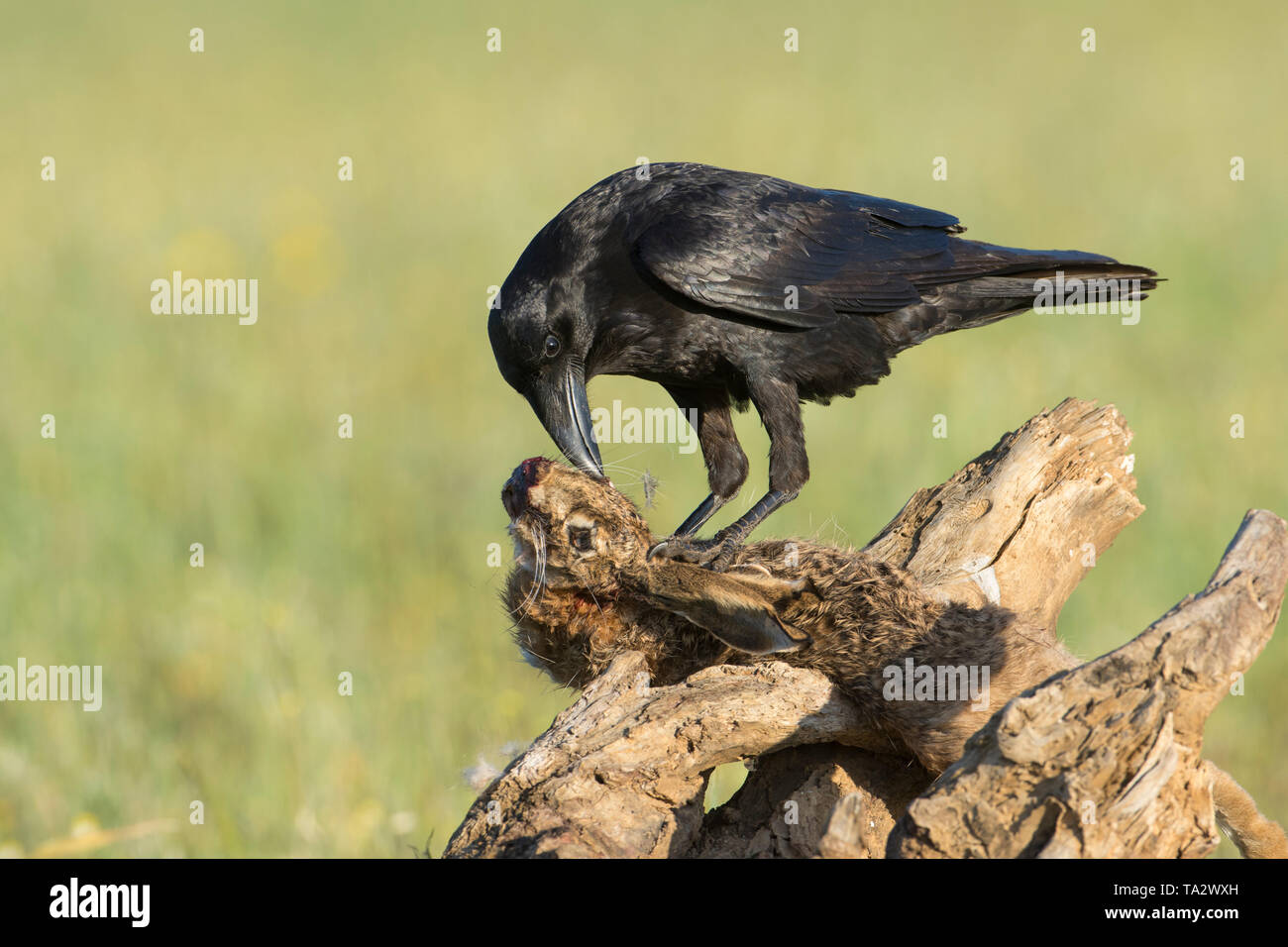Common raven corvus corax eating hi-res stock photography and images ...