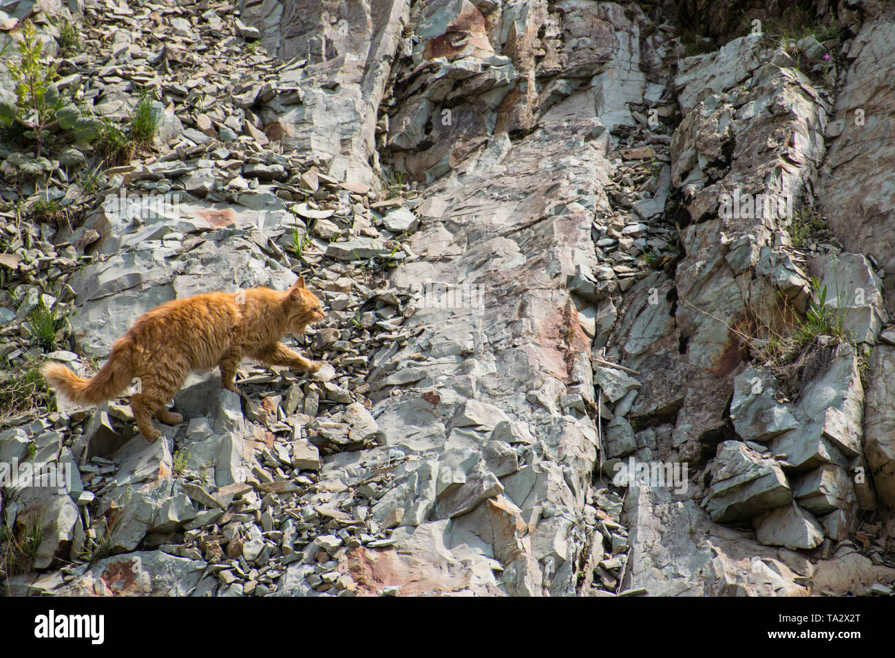 Rock climbing cat walks on a steep slope Stock Photo - Alamy
