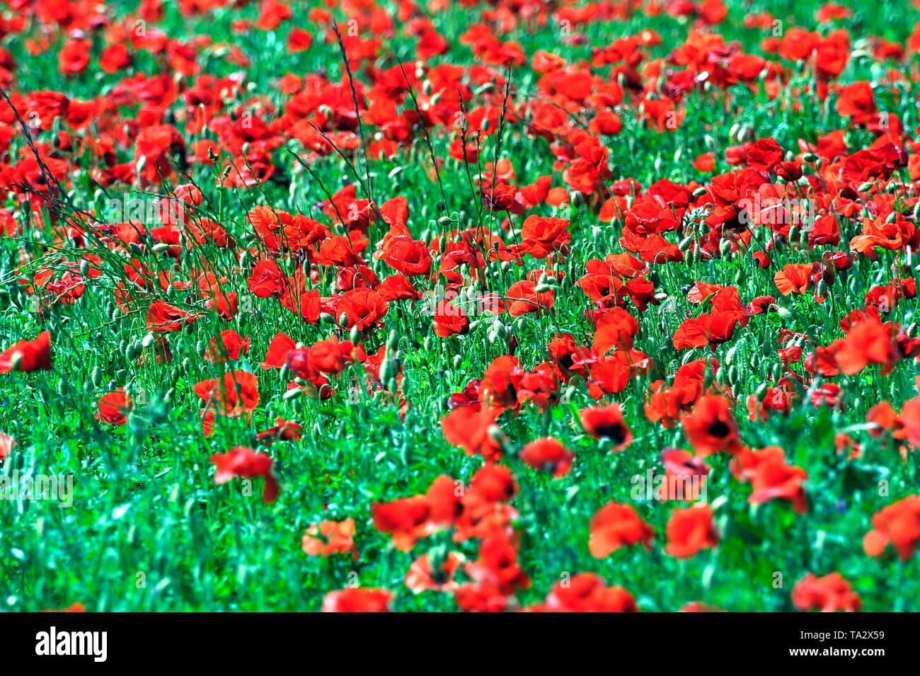 poppy field in the French countryside of the Gard department Stock ...