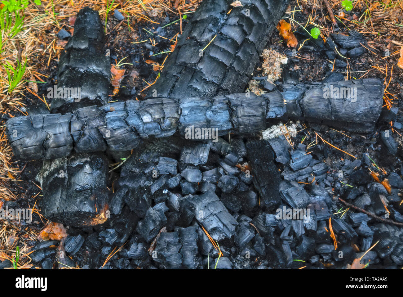 Charcoal of an extinct fire in the forest. Close-up. Natural background ...