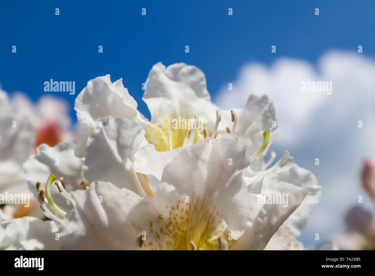 Beautiful petals of Rhododendron flower Cunningham's White on the ...