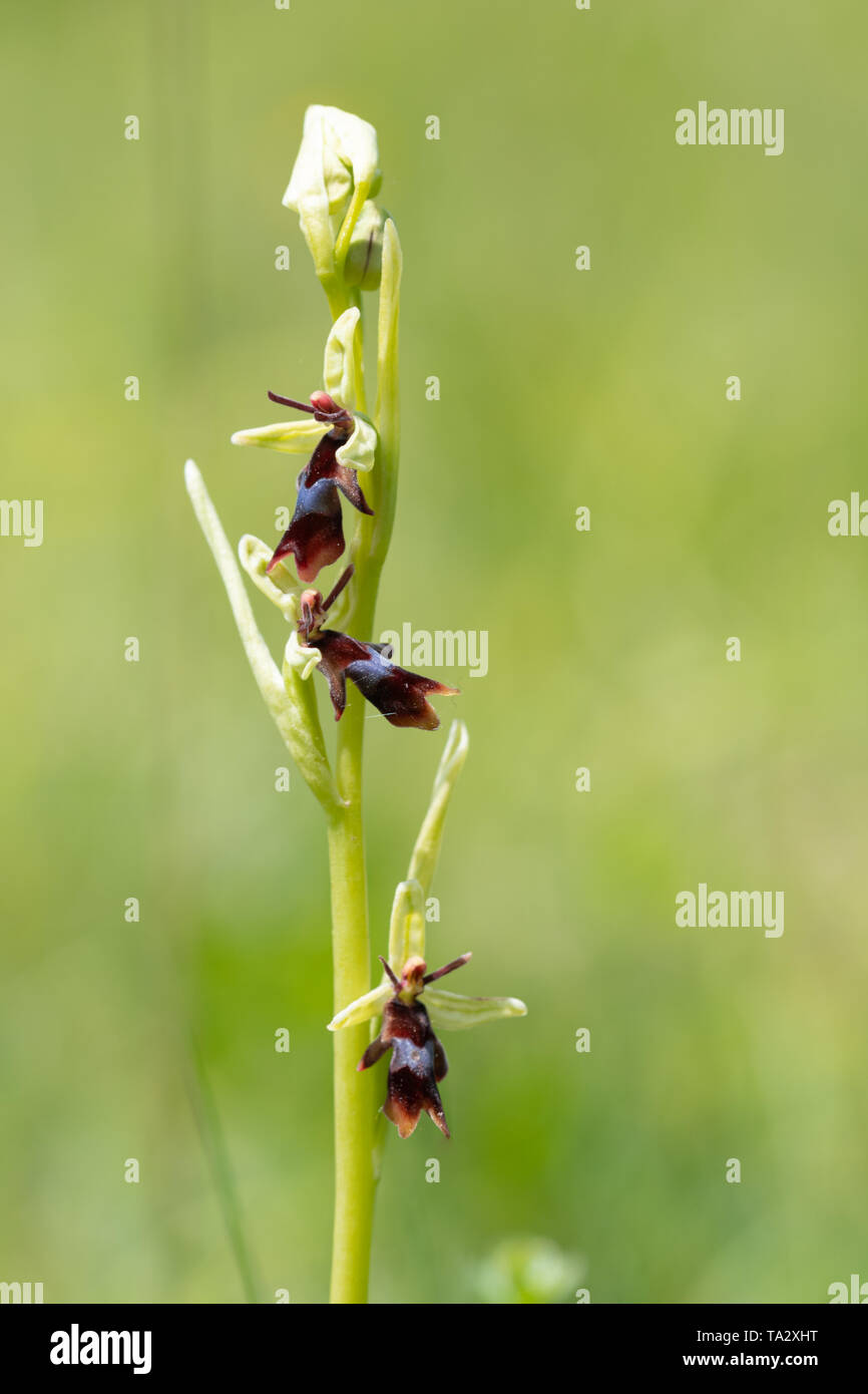 Fly orchid (Ophrys insectifera), wildflower in May, UK Stock Photo - Alamy