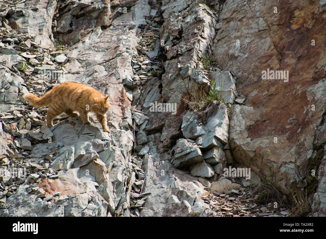 Rock climbing cat walks on a steep slope Stock Photo - Alamy