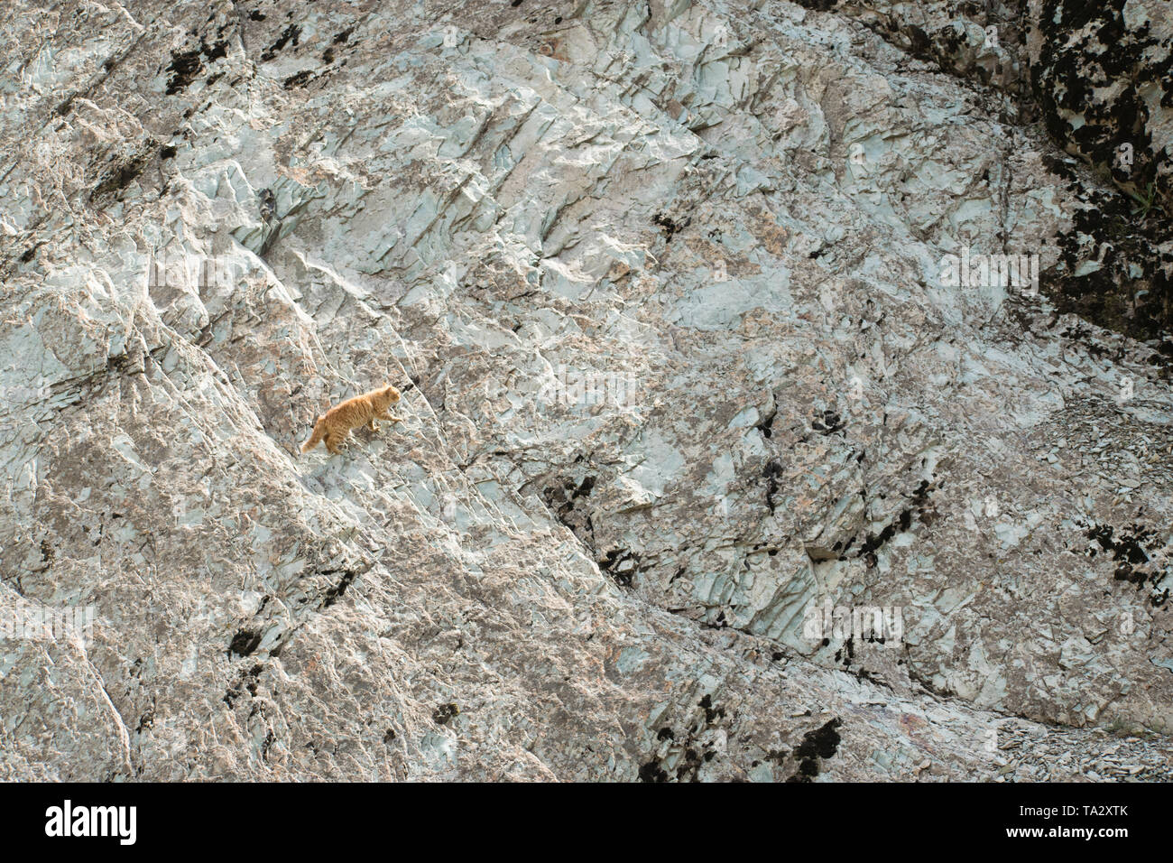 Rock climbing cat walks on a steep slope Stock Photo - Alamy