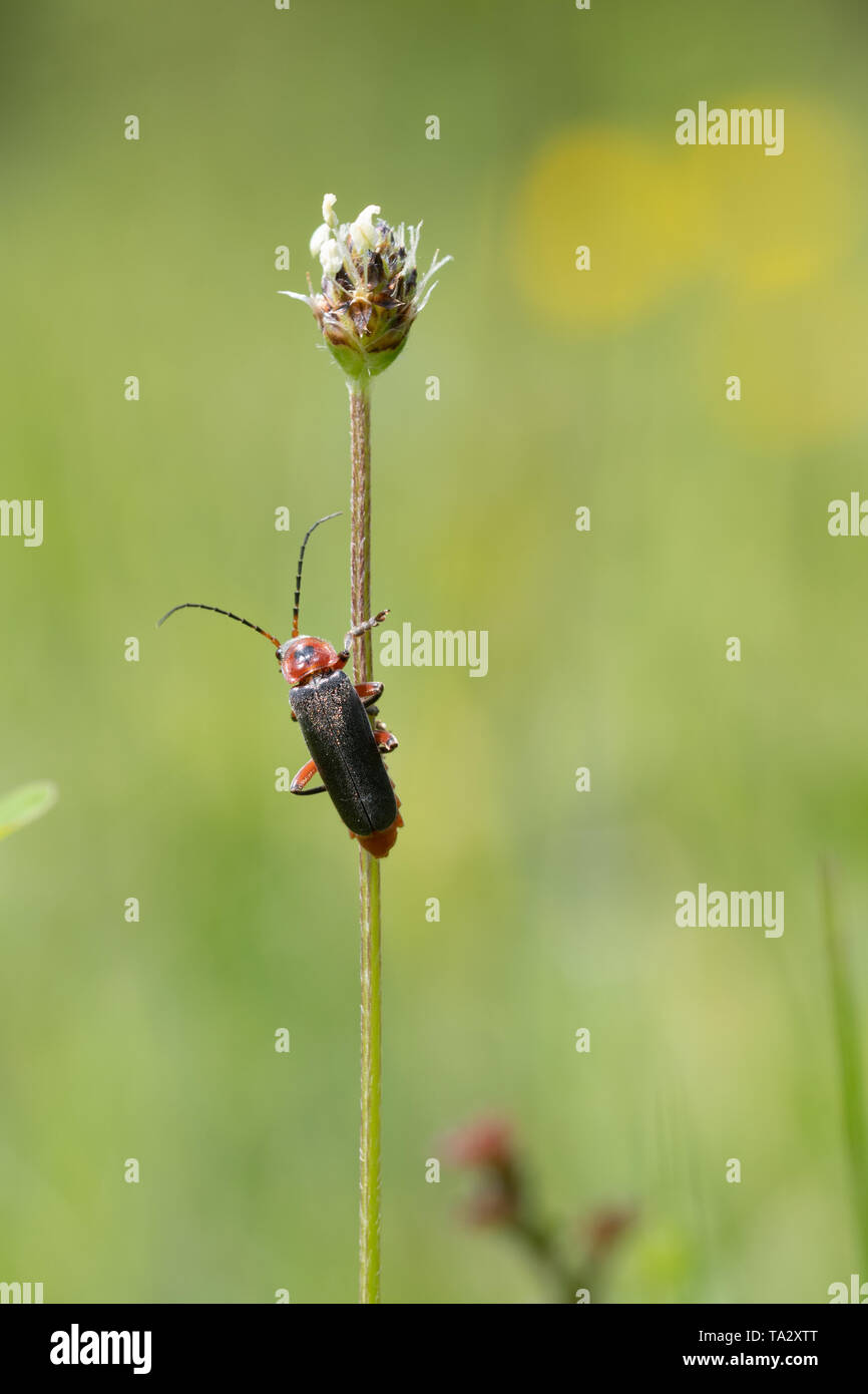 Soldier beetle (Cantharis rustica) on a plant stem during May, UK Stock ...