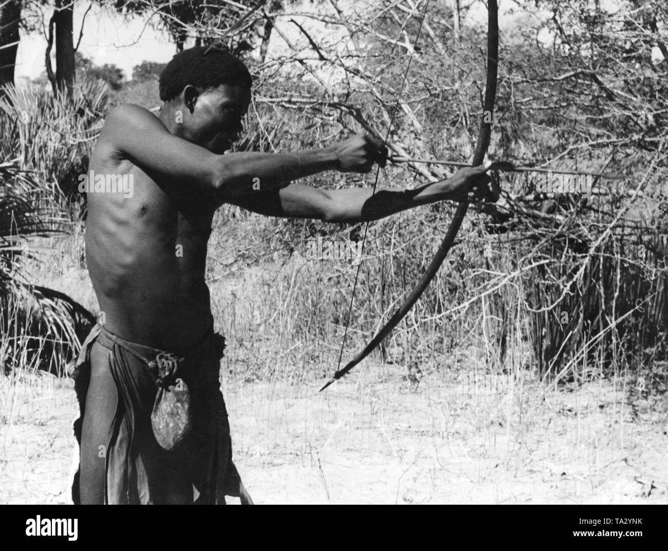 A San (Bushman) man in traditional clothes handles a bow and arrow in ...