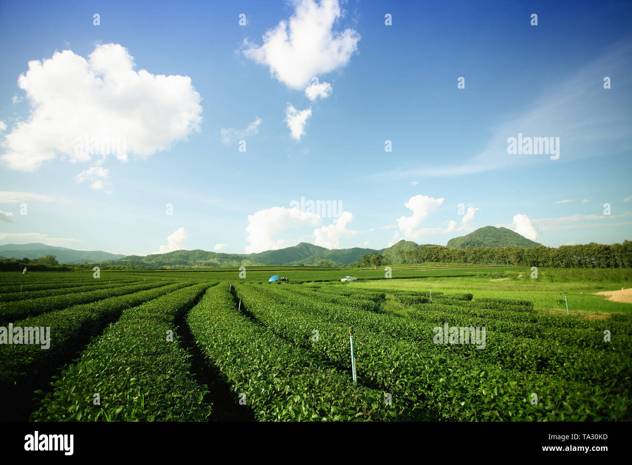 Tea harvest hi-res stock photography and images - Alamy