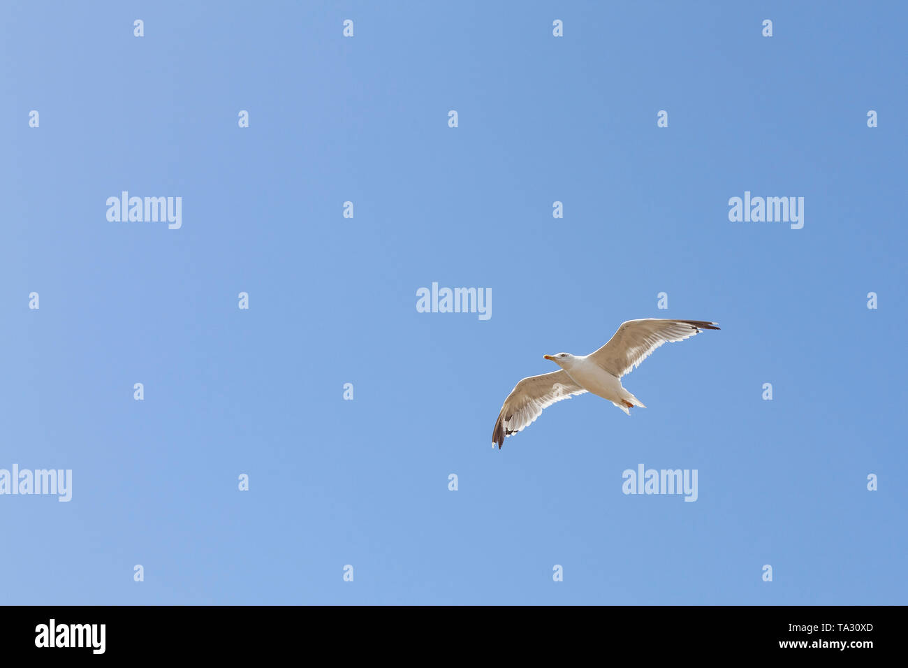 Sunny sky and seagull hi-res stock photography and images - Alamy