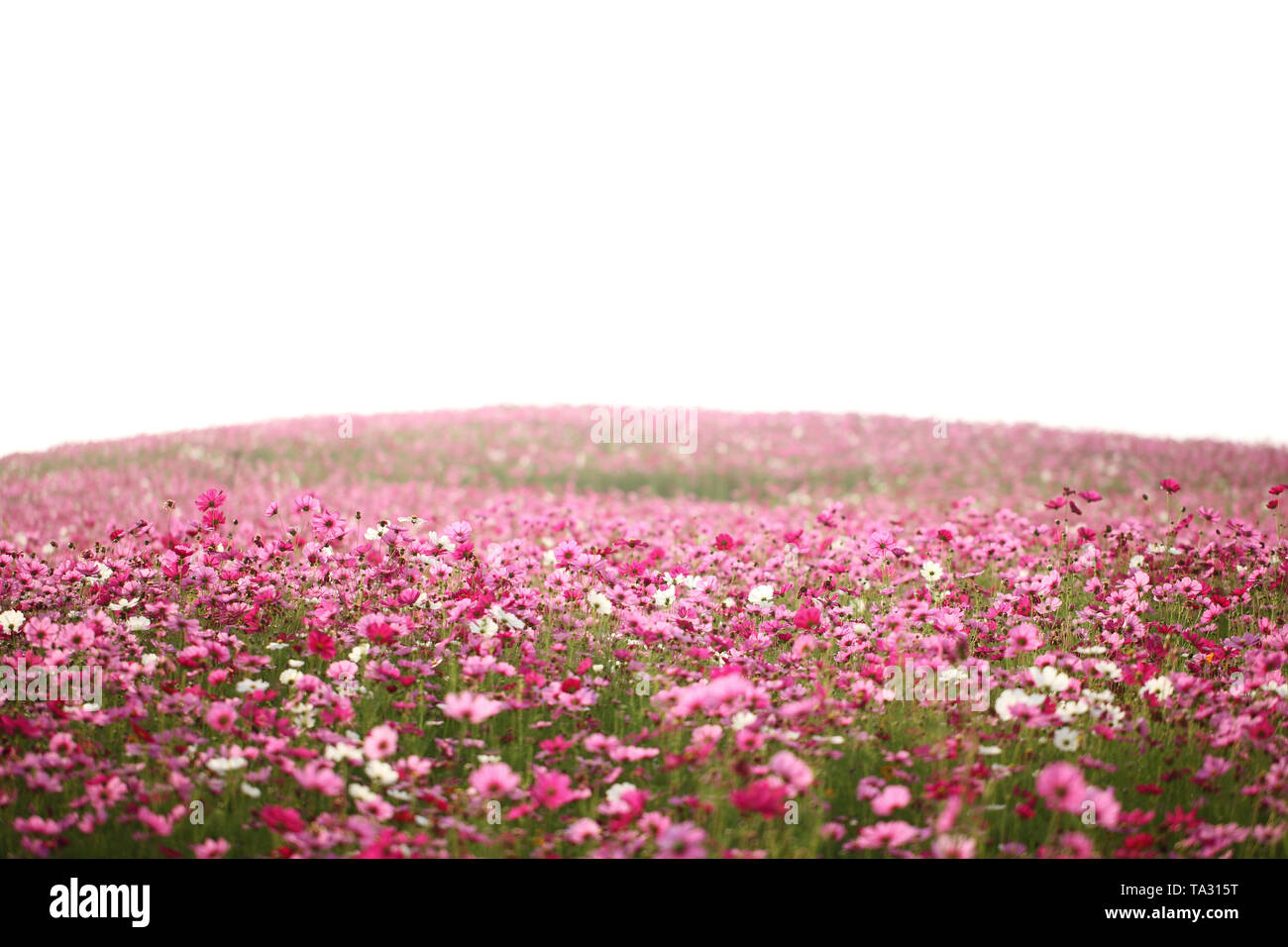 Spring cosmos hi-res stock photography and images - Alamy