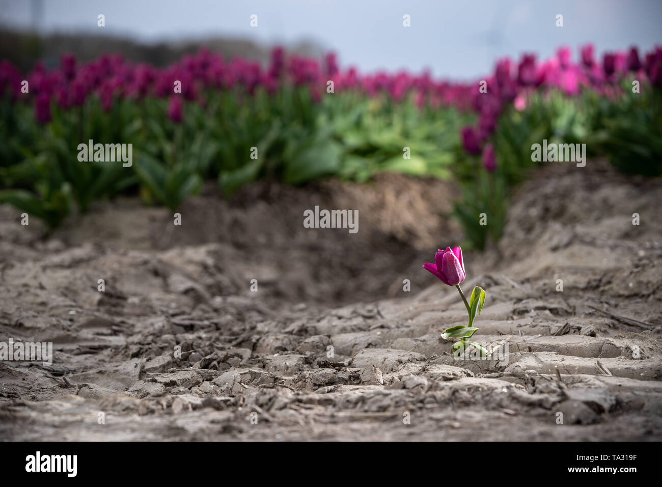 In late April through early May, the tulip fields in the Netherlands ...