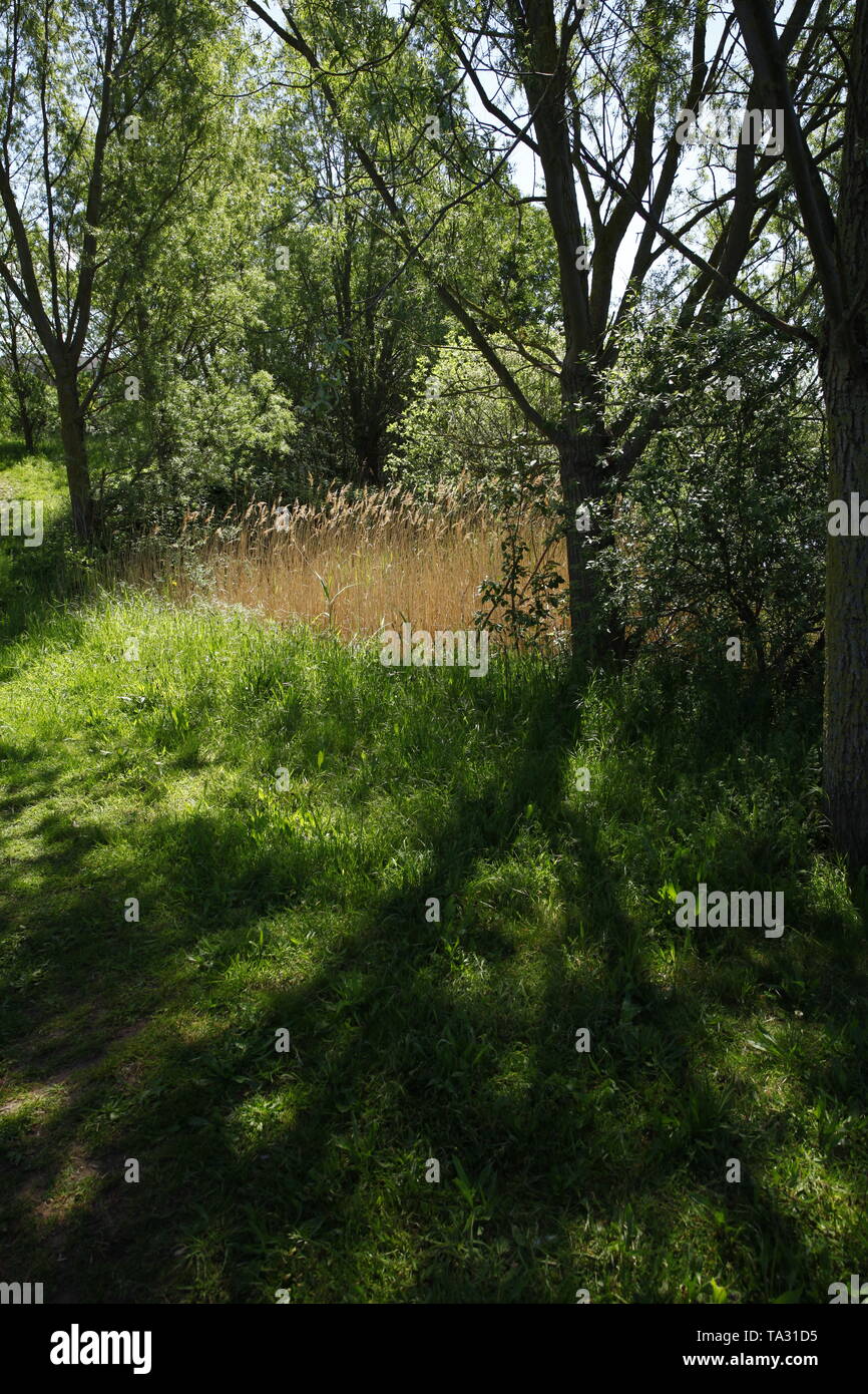 Tree trees reeds hi-res stock photography and images - Alamy