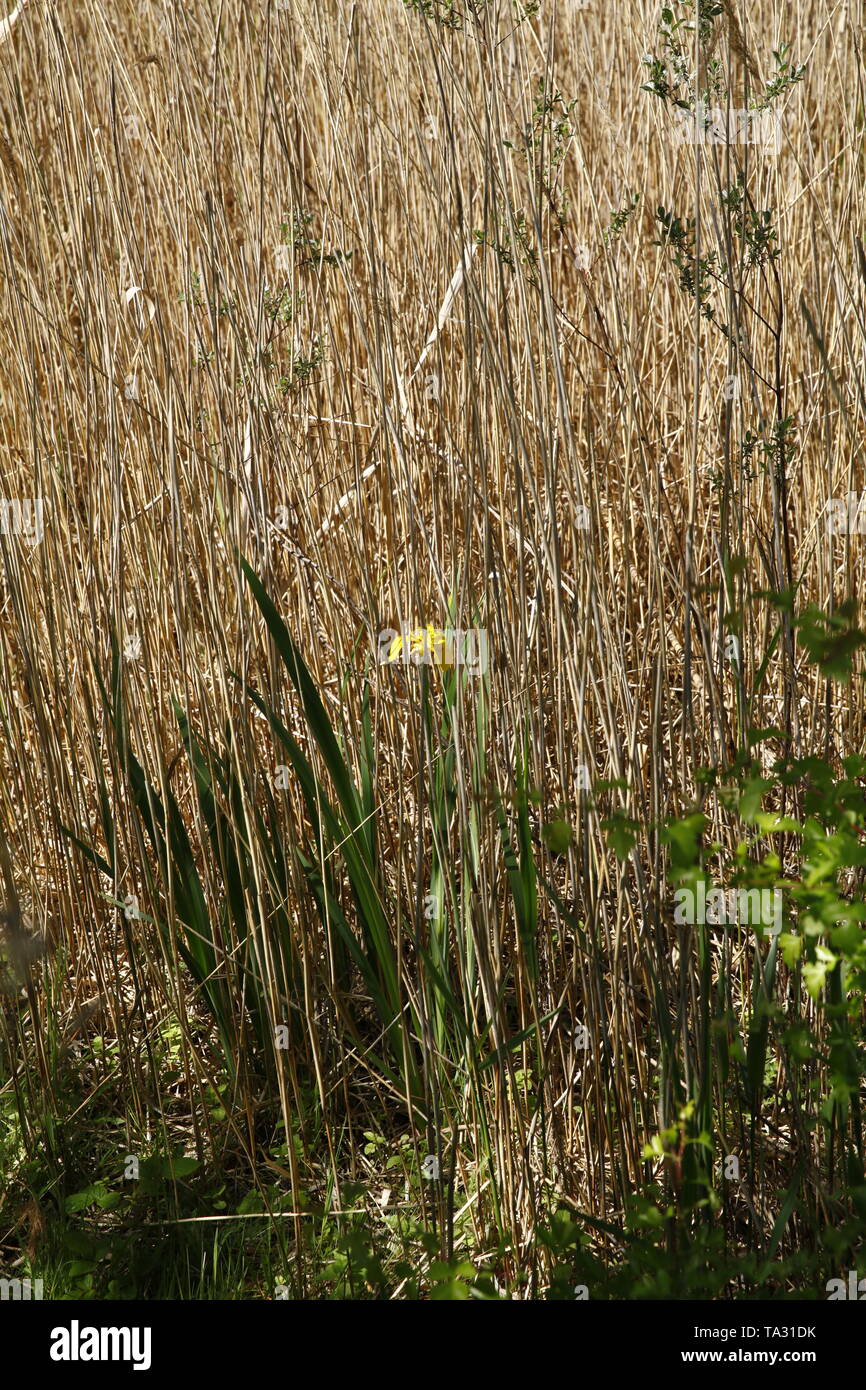 Reed bed texture hi-res stock photography and images - Alamy